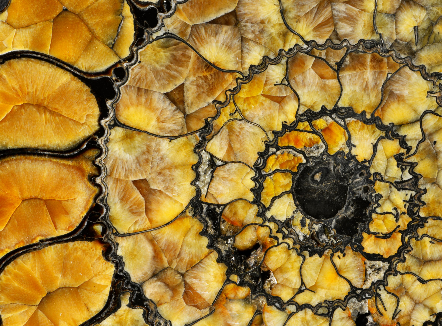 Shoot Outs & Workshops (In Development) - Pocono Photo Club