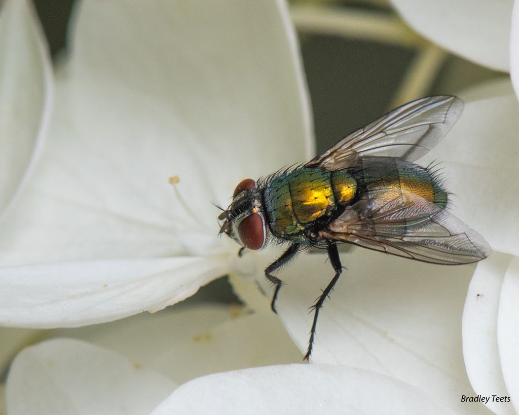 Photo Album List - Pocono Photo Club