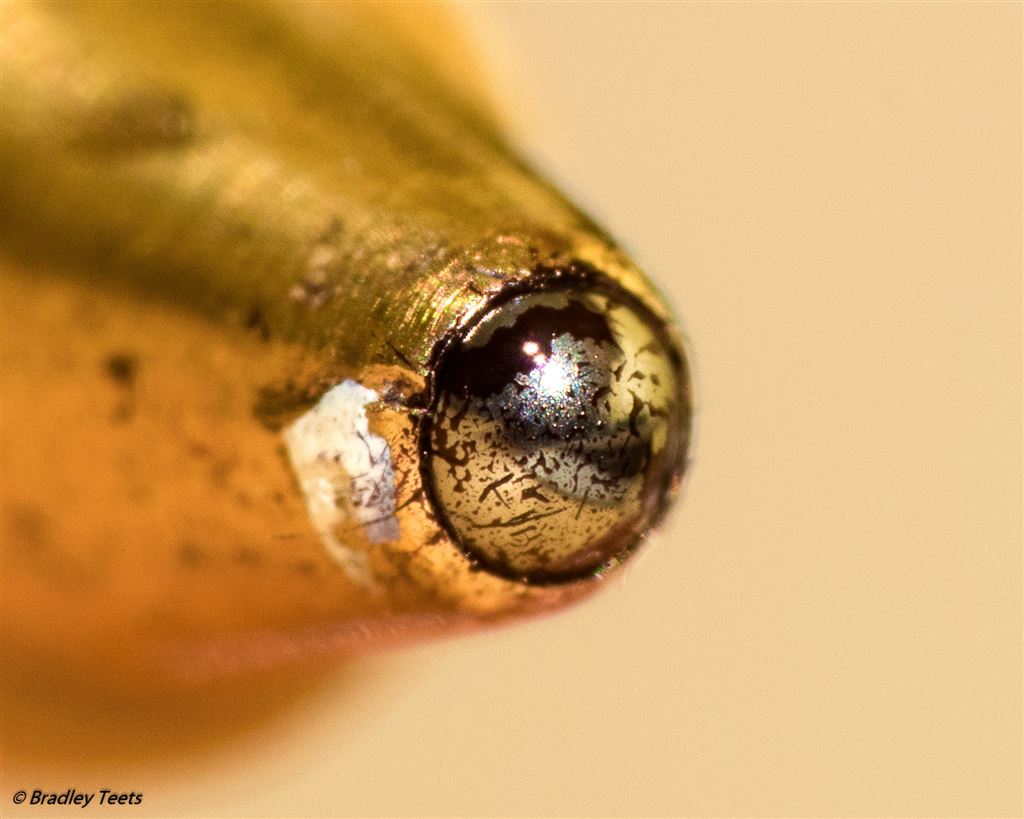 Photo Album List - Pocono Photo Club