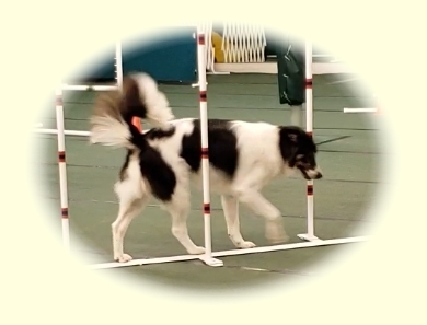 Home - Brevard County Dog Training Club, Inc.