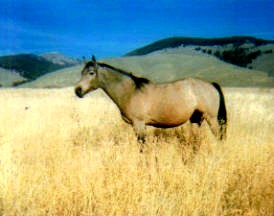 American Appendix Horse Association official web site to register your ...