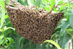 Swarm Catchers Listing