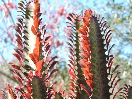 Photo Albums - Florida Botanical Gardens Foundation, Inc