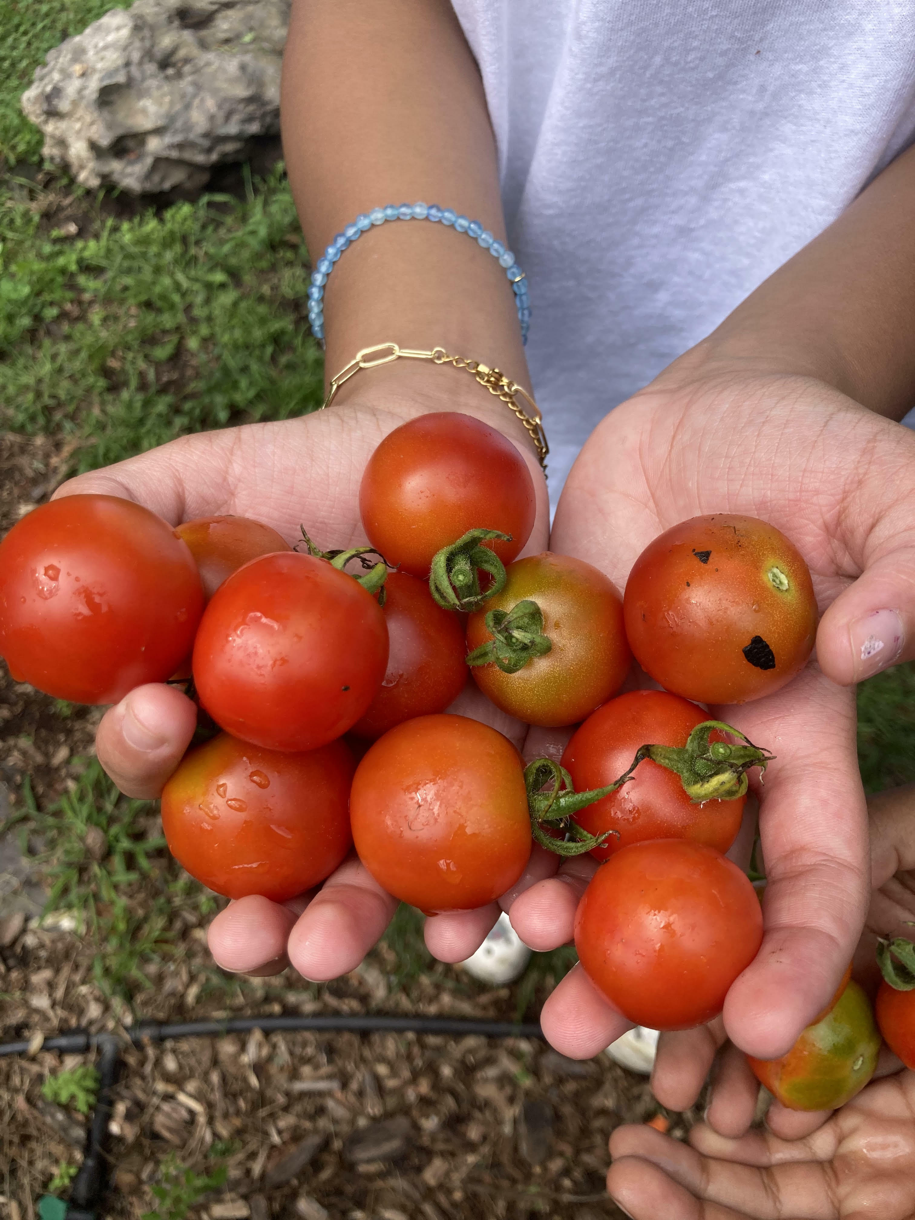 BOS (P) - Visit Haley House Urban Farm - Events - The Transition Network