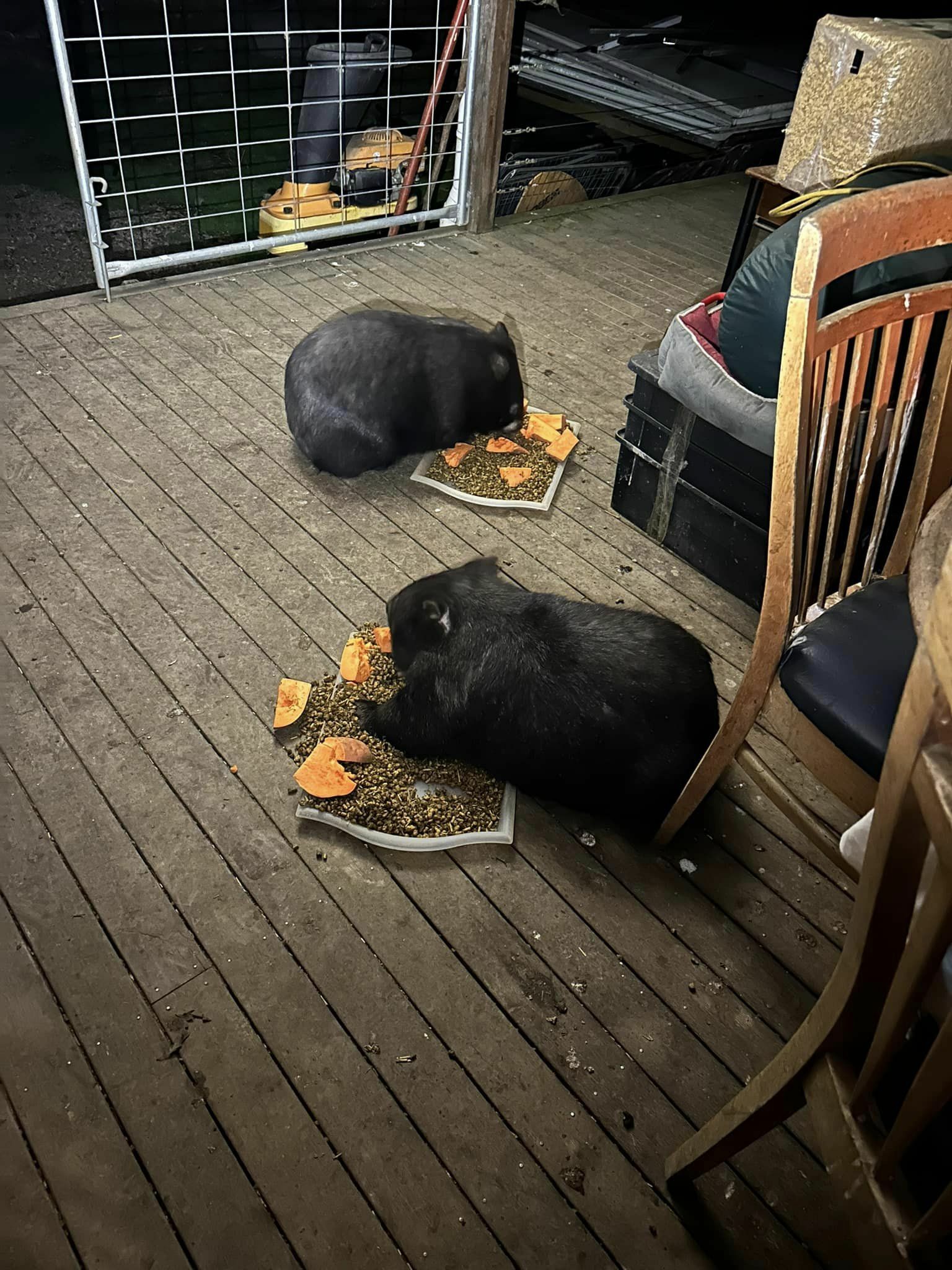 Narbeview Wildlife Shelter working bee - Trips Training & Events ...