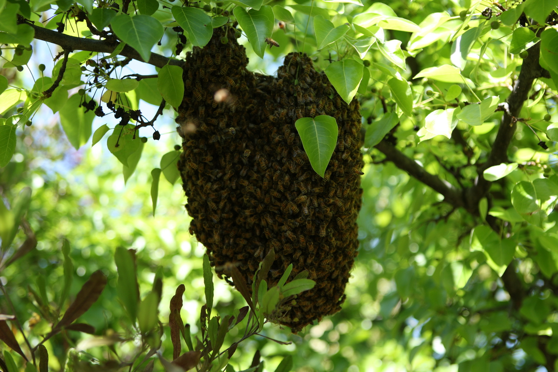 Home - Mount Diablo Beekeepers Association