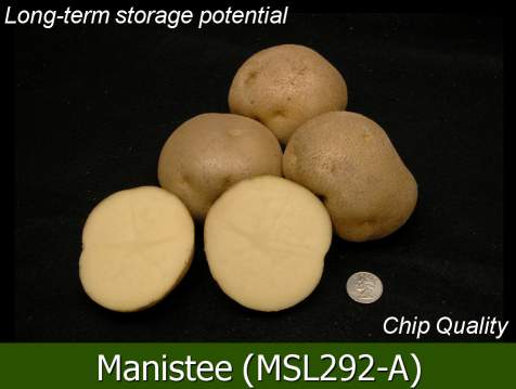 Our Research on Michigan Potatoes | MI Potatoes Growers
