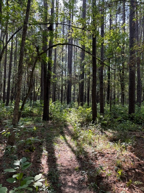 HIKE: Big Woods - Events - Lone Star Hiking Trail Club