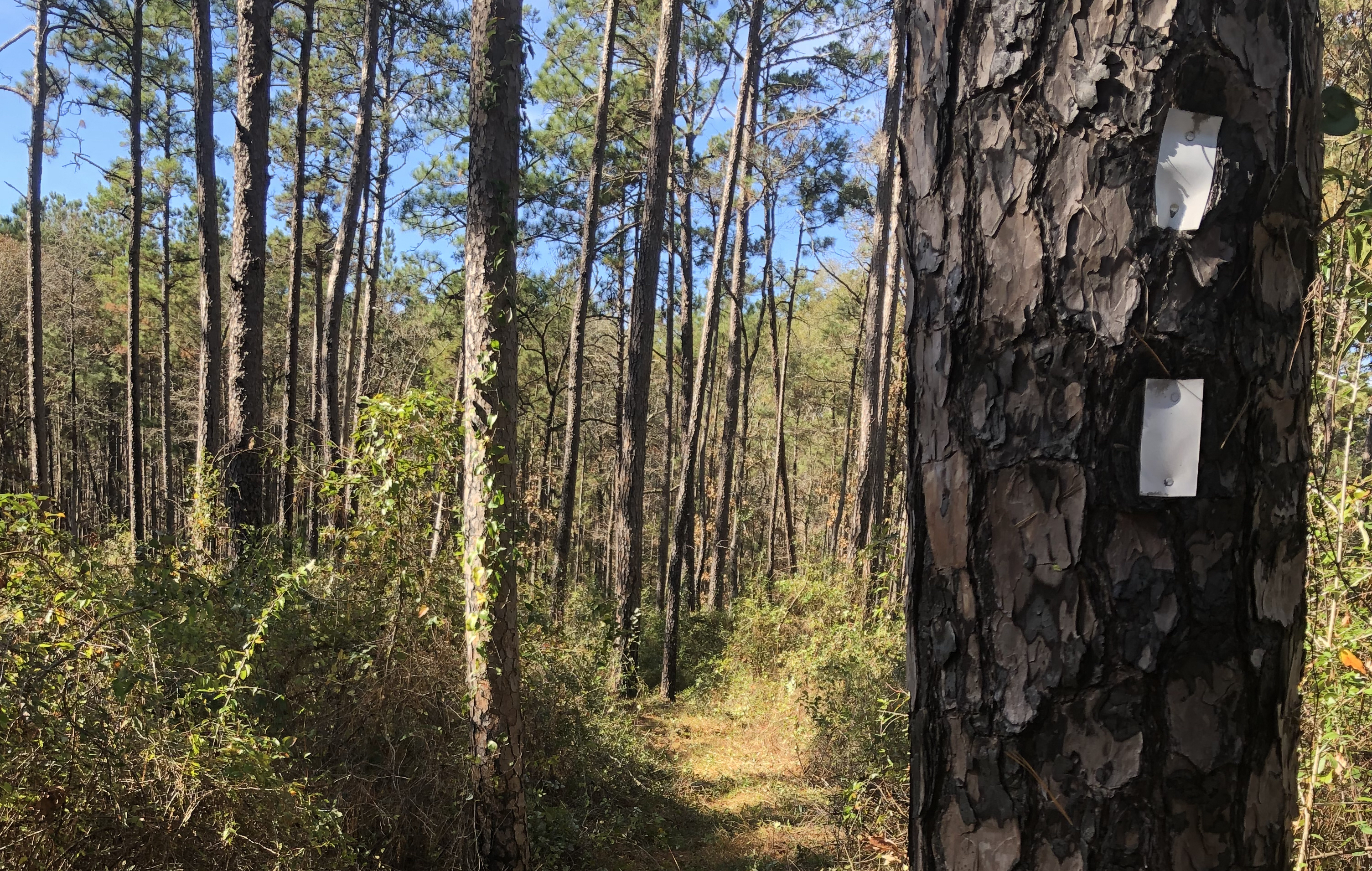 HIKE: Tarkington - Events - Lone Star Hiking Trail Club