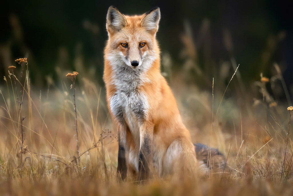 Australian Pest Problems - Conservation and Wildlife Management (SA) Inc