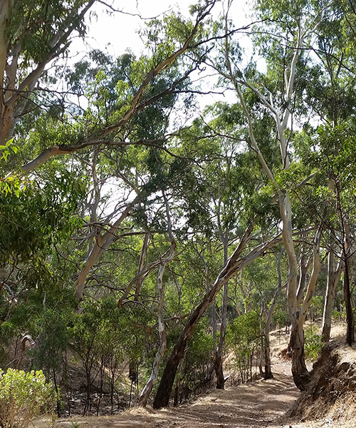 Ghost Tree Gully habitat restoration - Events - Friends of Black Hill ...