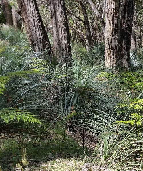 Our Projects - Friends of Black Hill & Morialta