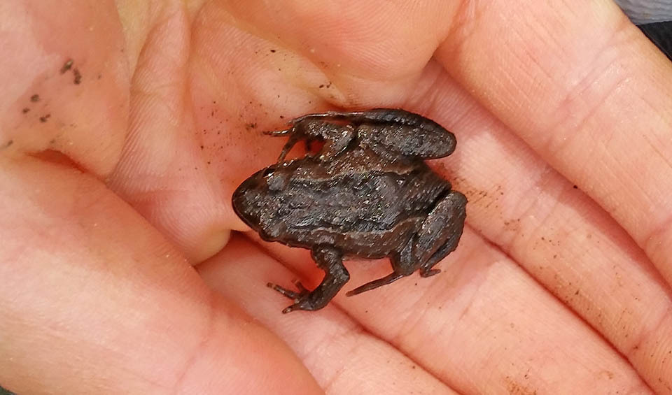 Annual Reports - Friends of Black Hill & Morialta