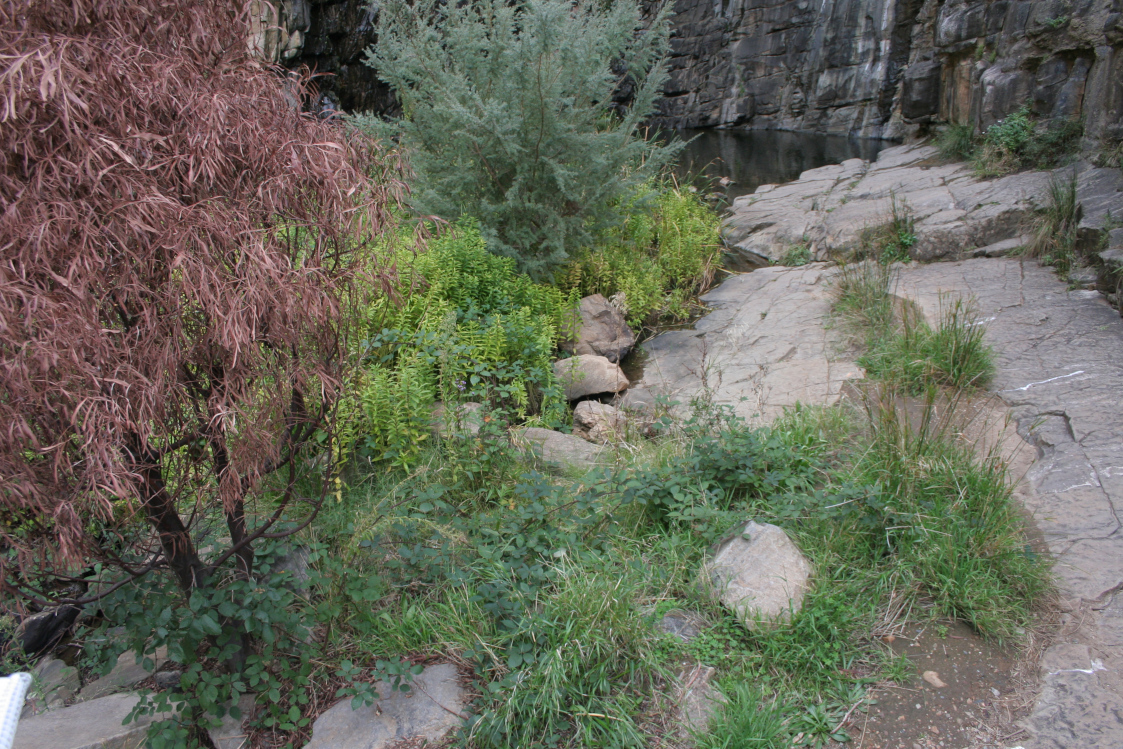 First Falls History - Friends of Black Hill & Morialta