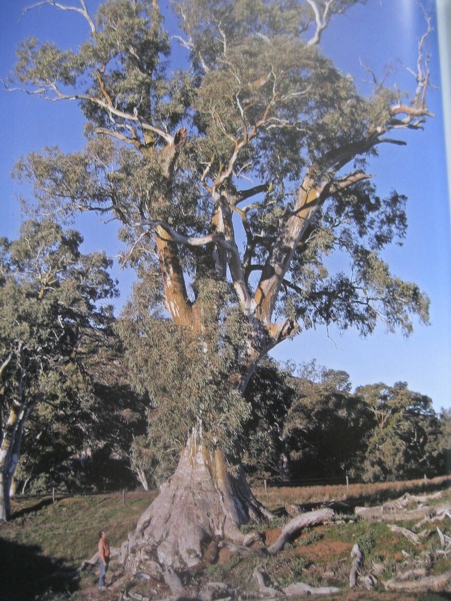 Meandering Among Eucalypts - Friends of Black Hill & Morialta