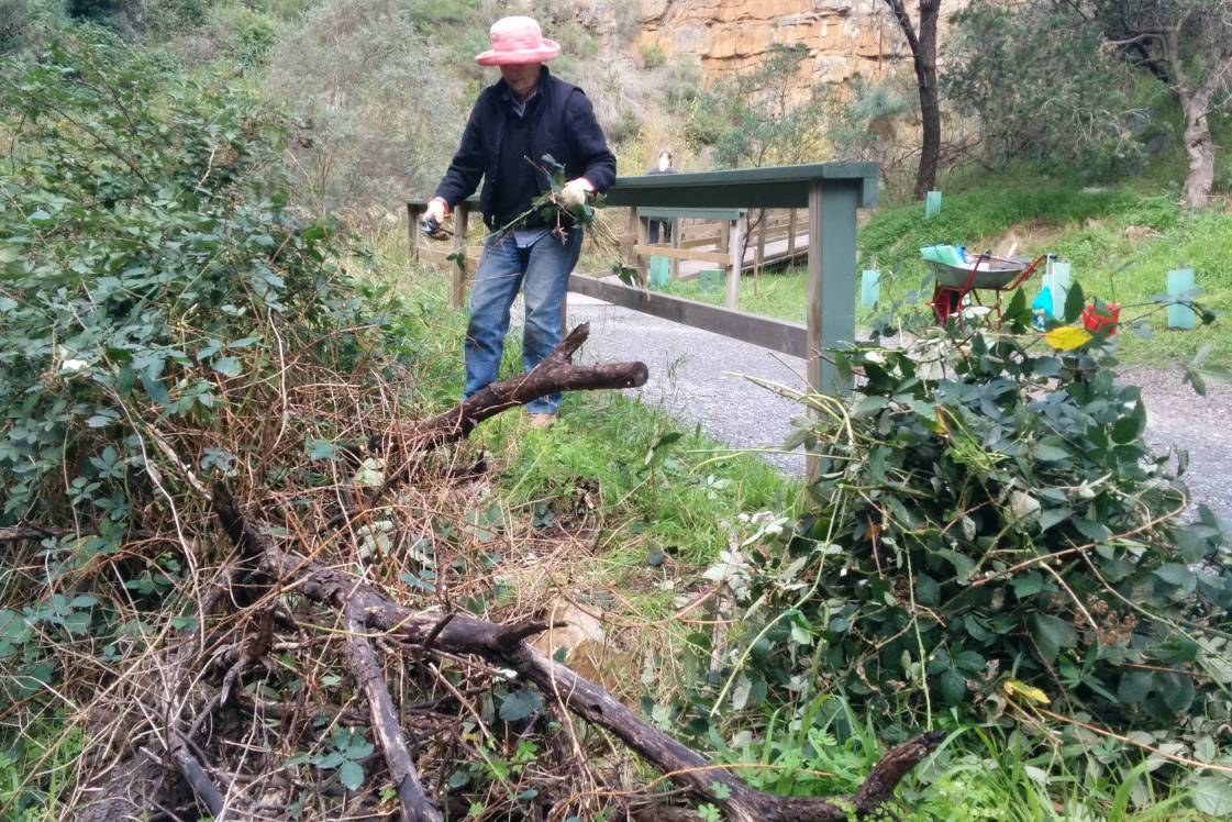 First Falls History - Friends of Black Hill & Morialta