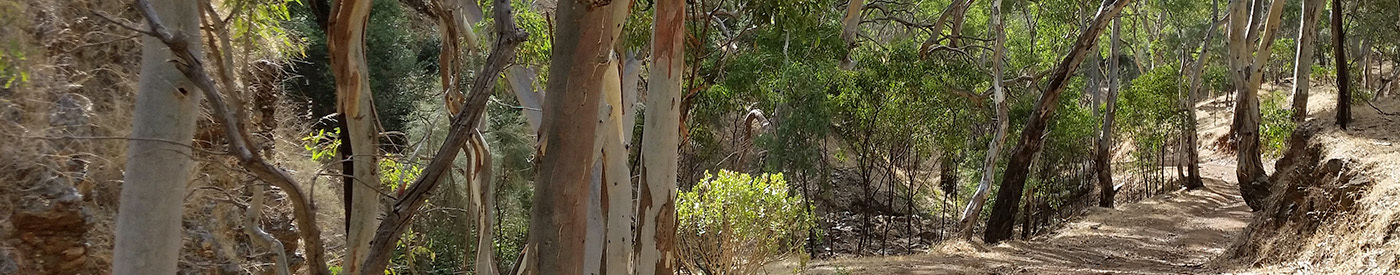 Ghost Tree Gully - Friends of Black Hill & Morialta