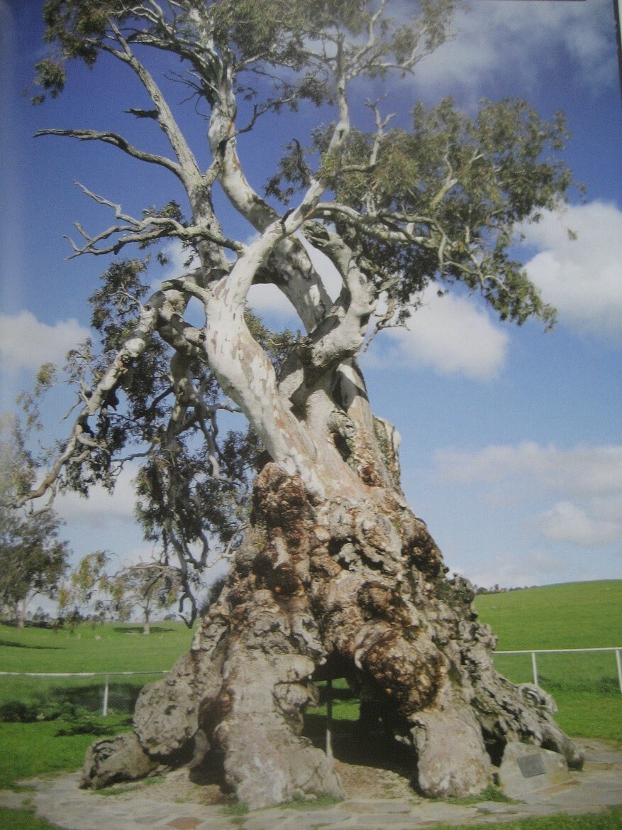 Meandering Among Eucalypts - Friends of Black Hill & Morialta