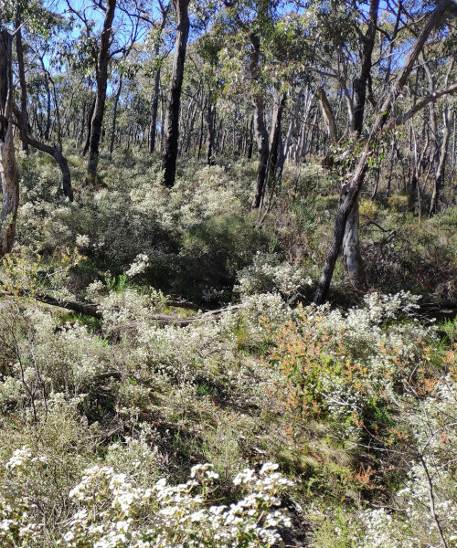Our Projects - Friends of Black Hill & Morialta