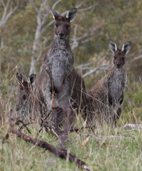 Our Projects - Friends of Black Hill & Morialta