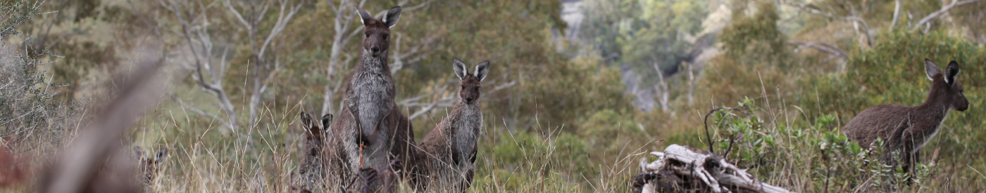 Ambers Gully - Friends of Black Hill & Morialta