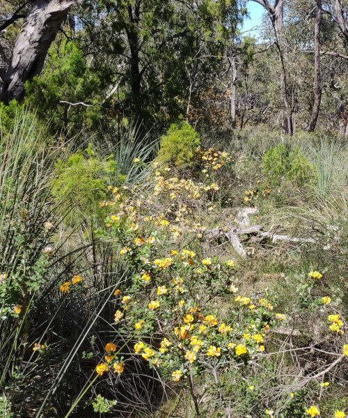 Our Projects - Friends of Black Hill & Morialta