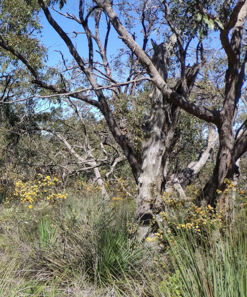 Our Projects - Friends of Black Hill & Morialta