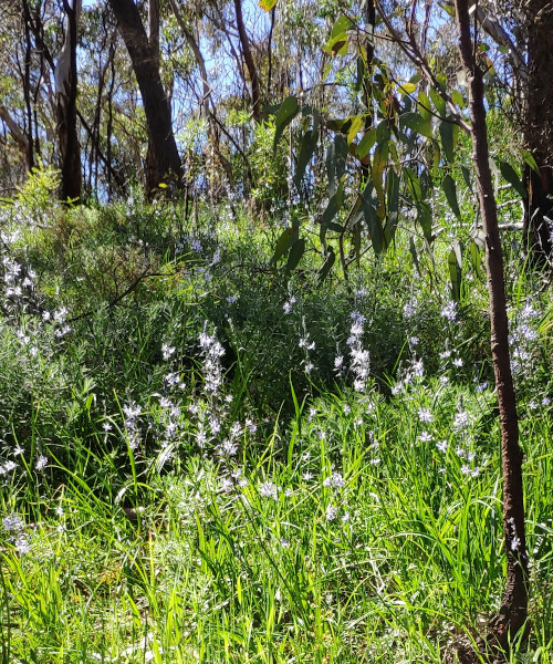 Our Projects - Friends of Black Hill & Morialta