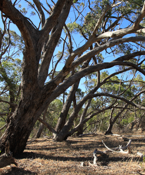 Our Projects - Friends of Black Hill & Morialta