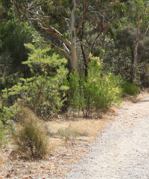 Our Projects - Friends of Black Hill & Morialta