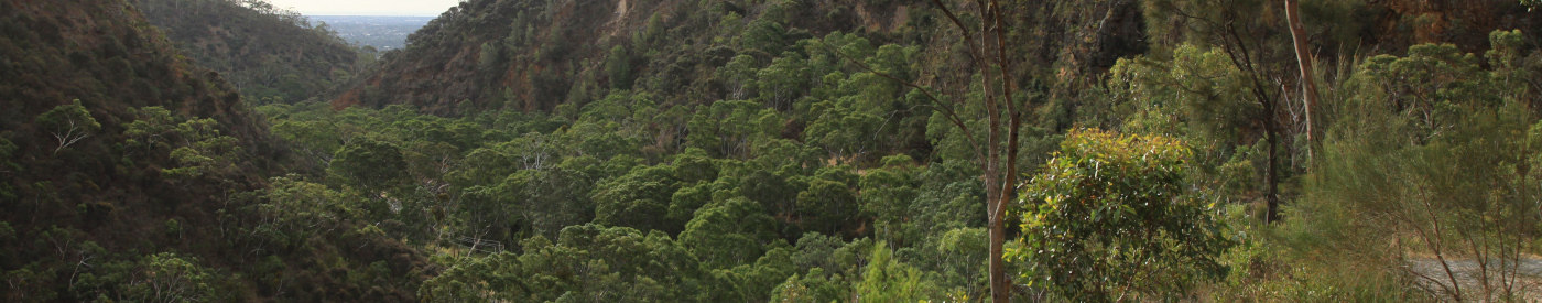 Montacute Valley Habitat Restoration - Events - Friends of Black Hill ...