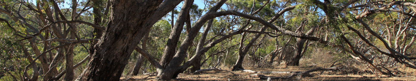 Olive Hill - Friends of Black Hill & Morialta