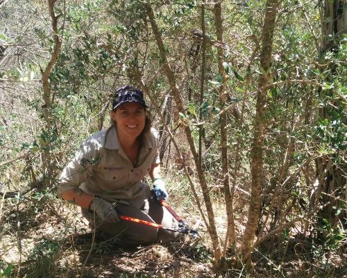 Olive Hill - Friends of Black Hill & Morialta