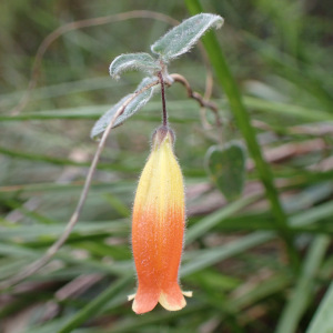 Horsnell Gully Conservation Park - Friends of Black Hill & Morialta