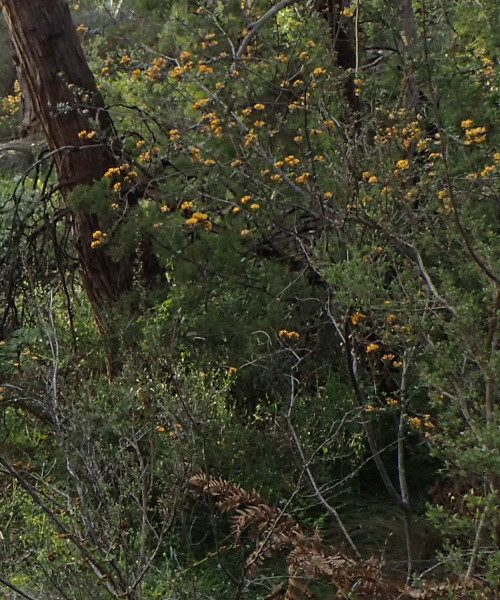 Our Projects - Friends of Black Hill & Morialta