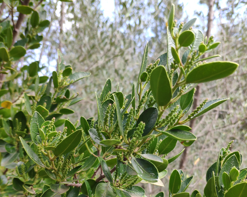 Montacute Valley - Friends of Black Hill & Morialta