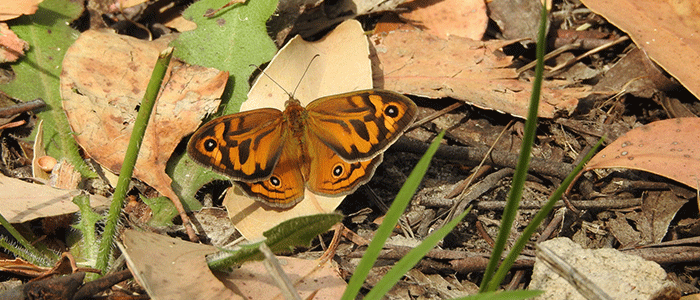 Great Southern Bioblitz 2022 - Friends of Black Hill & Morialta
