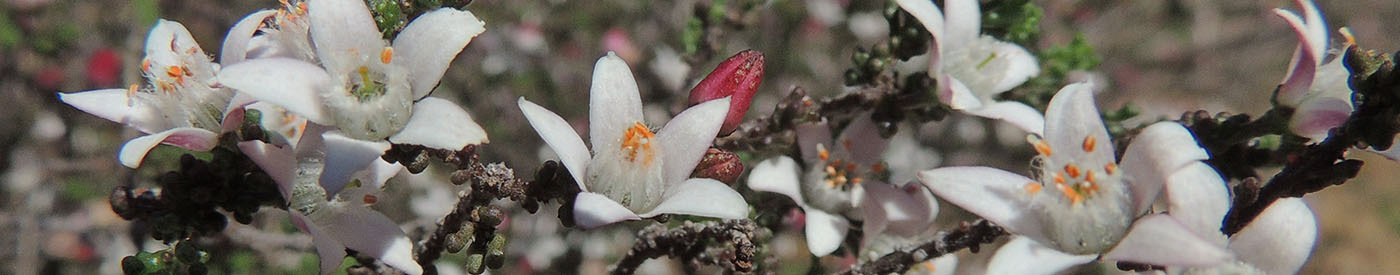 WildFlower Garden - Friends of Black Hill & Morialta