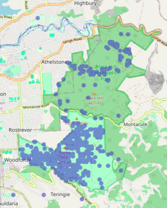 Boneseed work progresses - Friends of Black Hill & Morialta