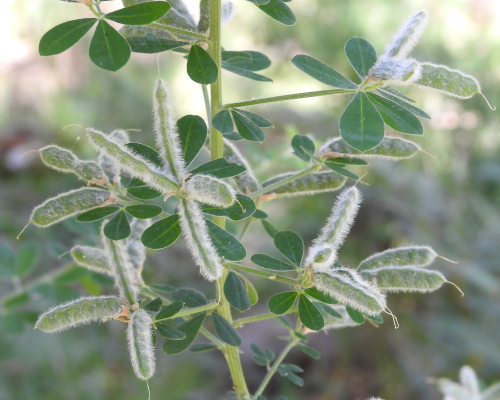 Third Falls Track - Friends of Black Hill & Morialta