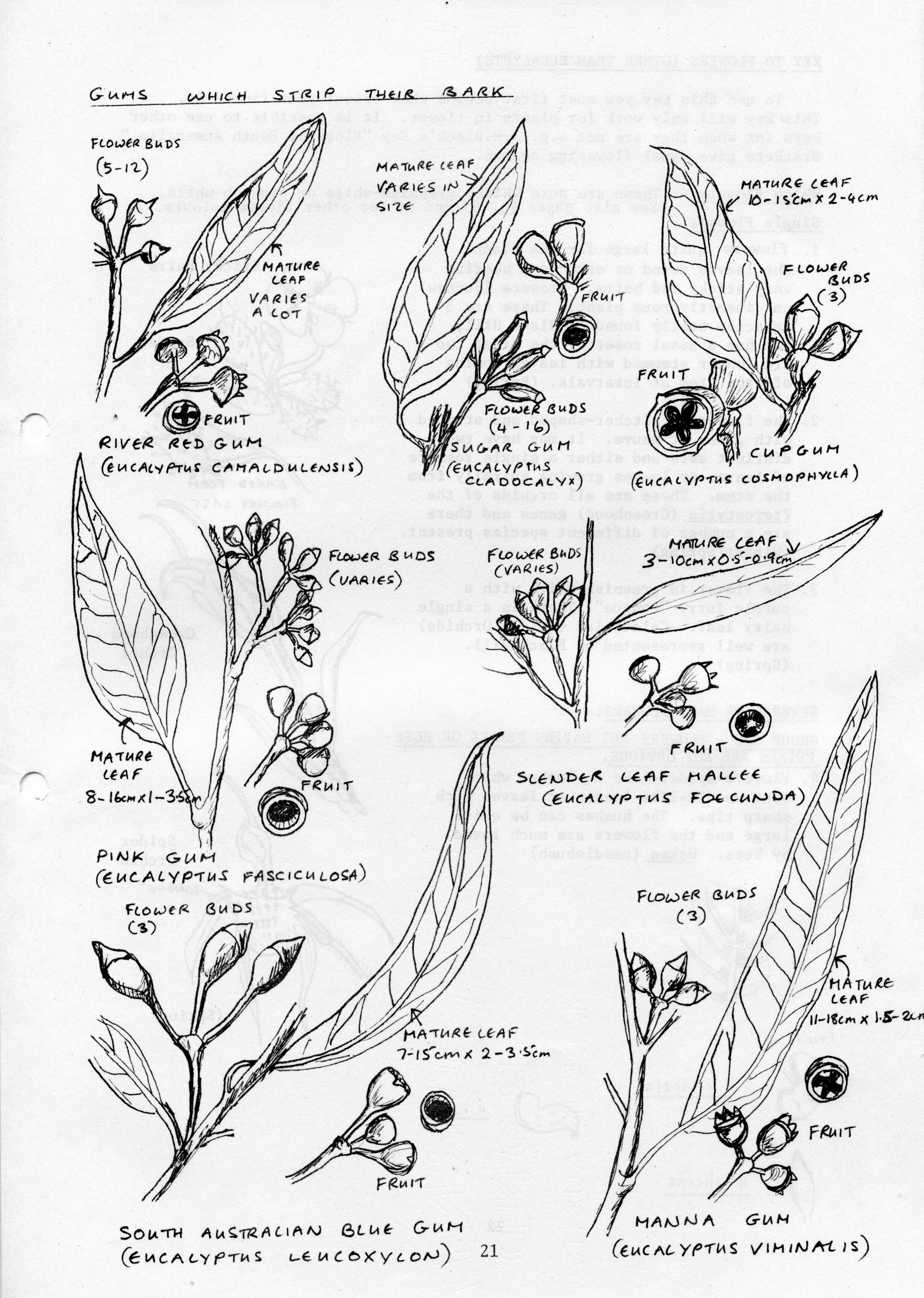 Vintage Eucalyptus identification - Friends of Black Hill & Morialta