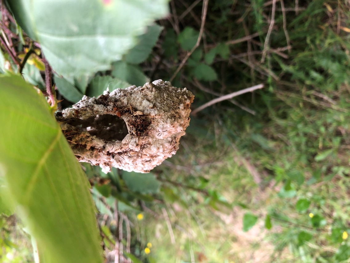 Lower Third Falls project report Dec 2023 - Friends of Black Hill ...