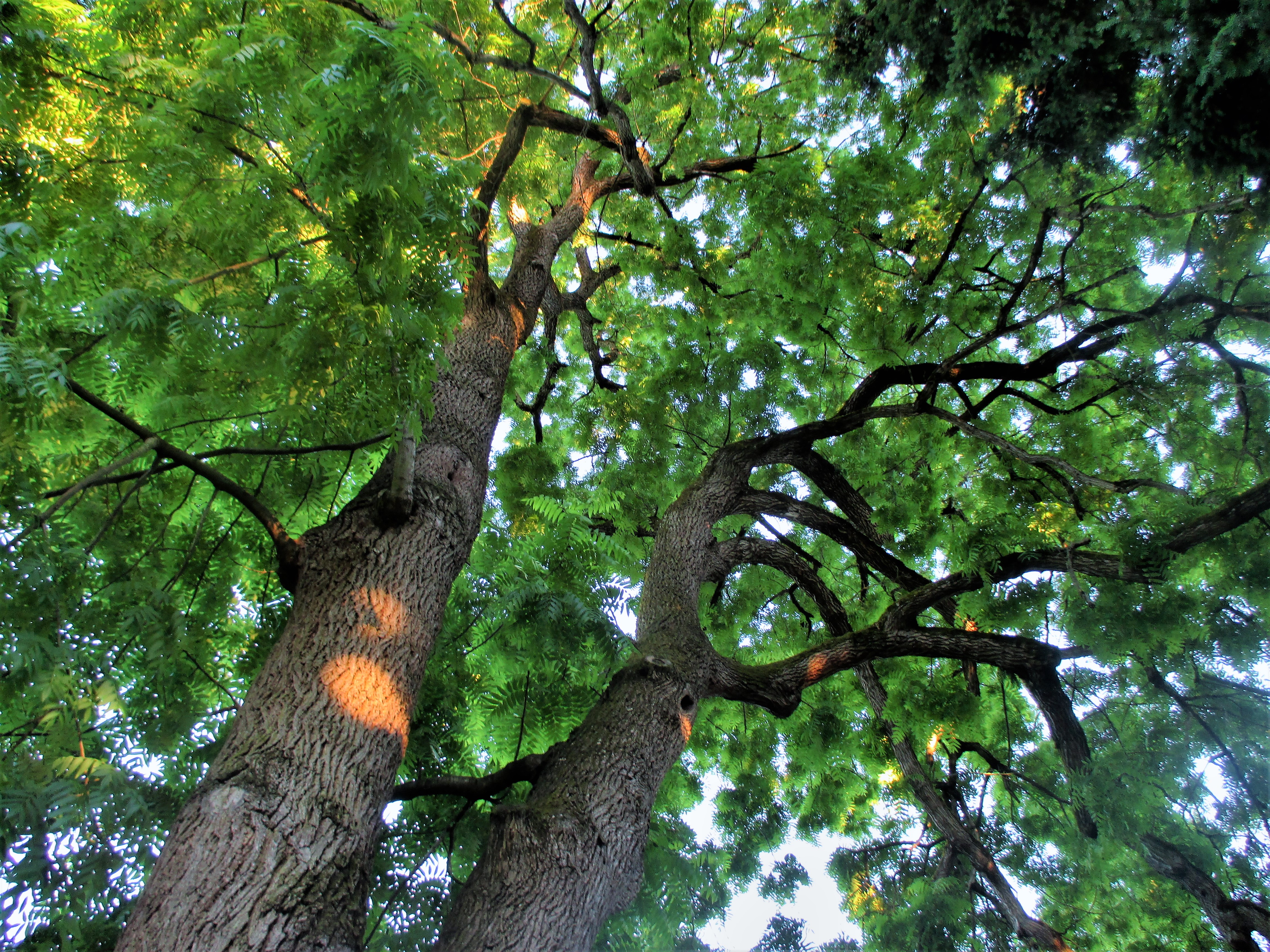 JOY!ride Heritage Tree Ride With The City Of Vancouver 5:30PM (VAN ...