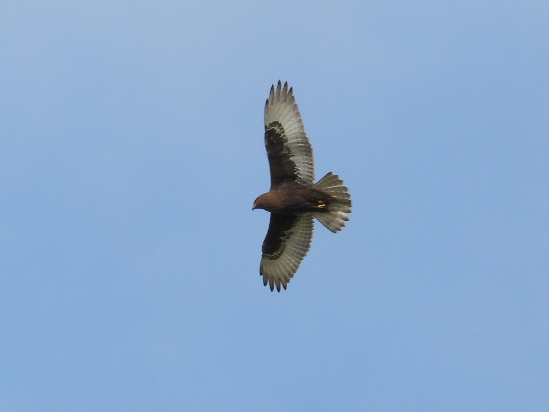 Field Trip - Raptors on Raymond Ranch and Preston Roads - Events ...