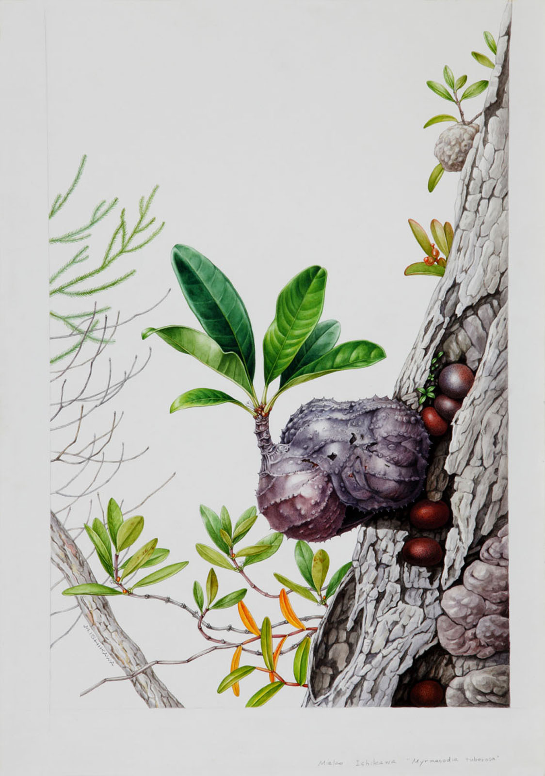 2017 Mieko Ishikawa - American Society of Botanical Artists