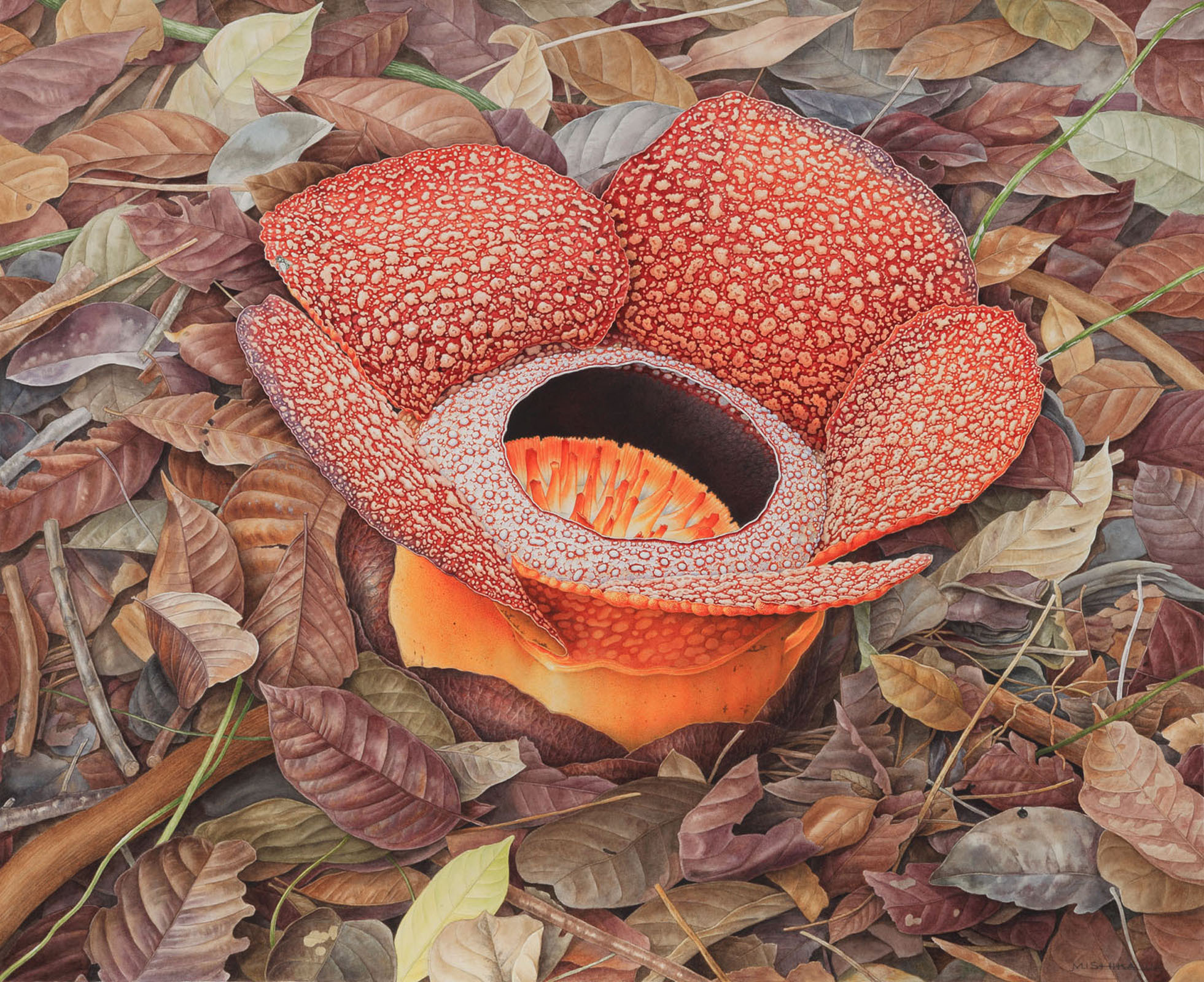 2017 Mieko Ishikawa - American Society of Botanical Artists