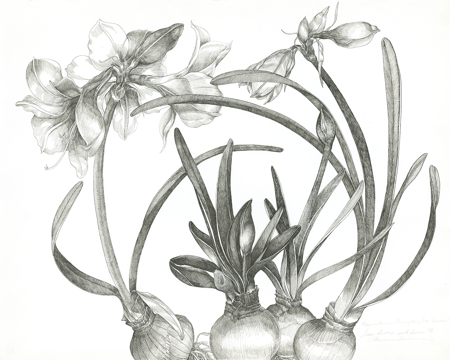 Benefits - American Society of Botanical Artists