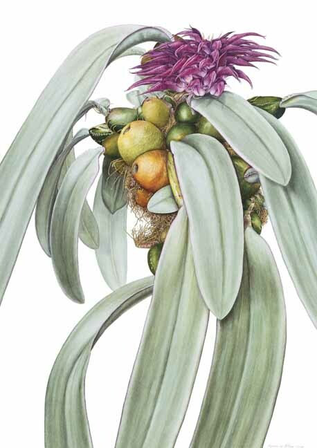 2016 Beverly Allen - American Society of Botanical Artists