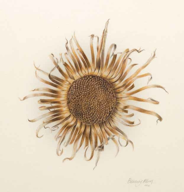 2016 Beverly Allen - American Society of Botanical Artists