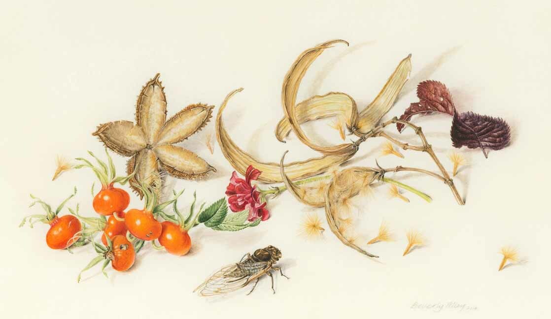 2016 Beverly Allen - American Society of Botanical Artists